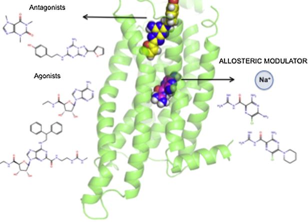 Dictionary of Internal Protein NanoEnvironments